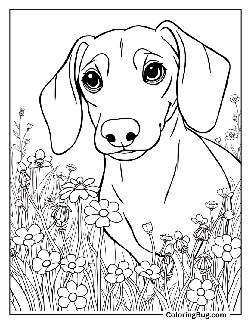 30 Dachshund Coloring Pages (Free Printable PDFs)