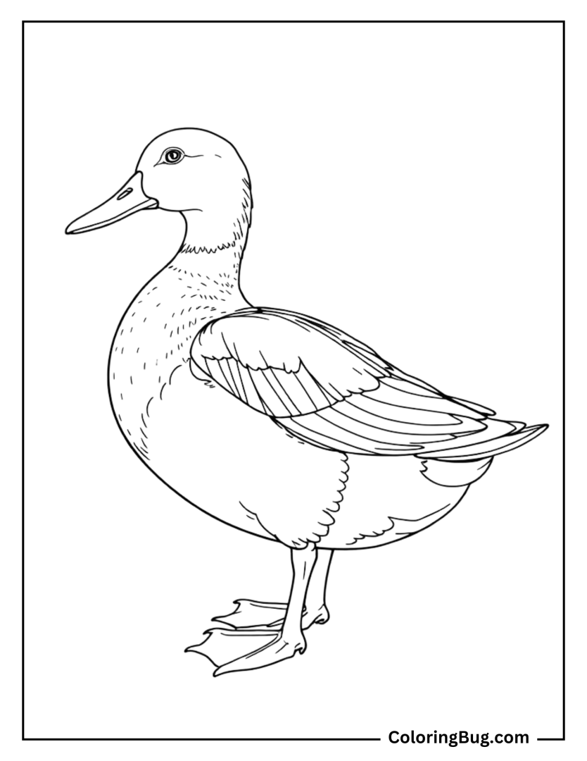 60 Duck Coloring Pages (Free Printable PDFs)