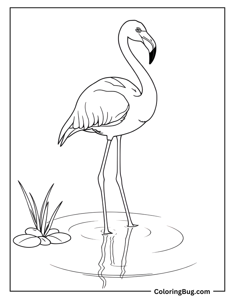 30 Flamingo Coloring Pages (Free Printable PDFs)