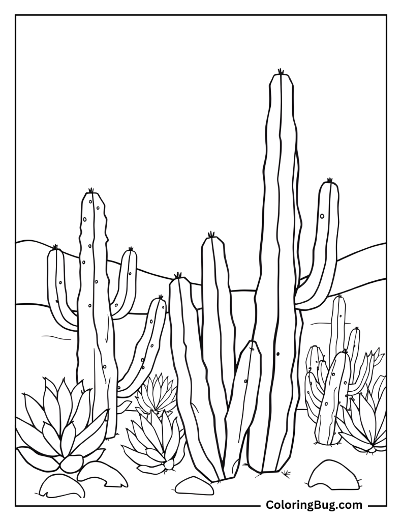 30 Cactus Coloring Pages (Free Printable PDFs)