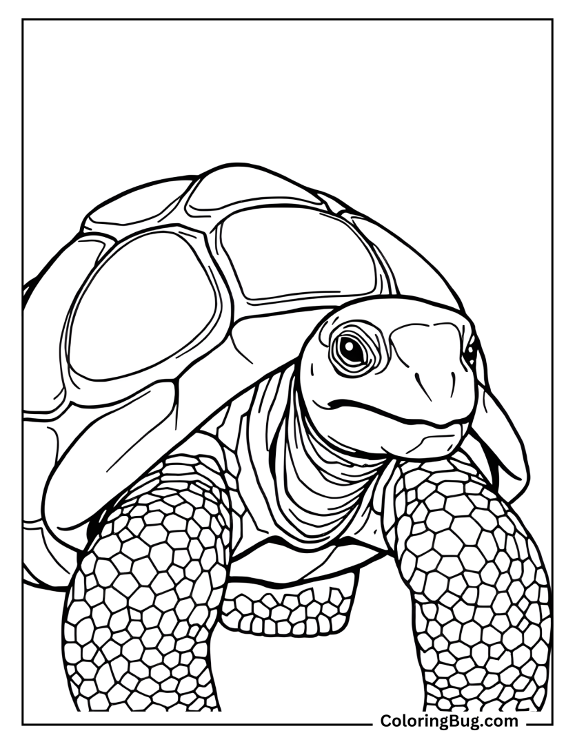 52 Turtle Coloring Pages (Free Printable PDFs)