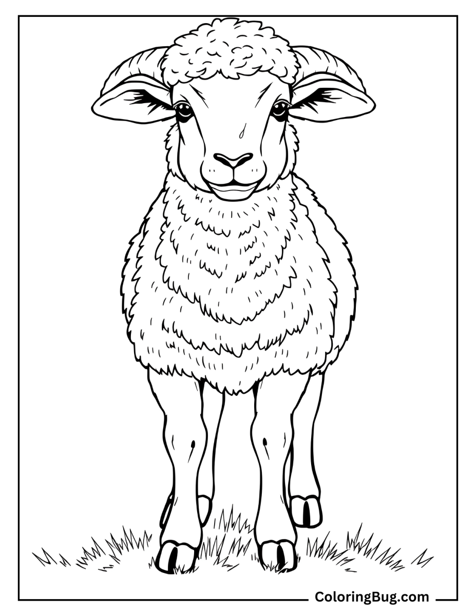 44 Sheep Coloring Pages (Free Printable PDFs)