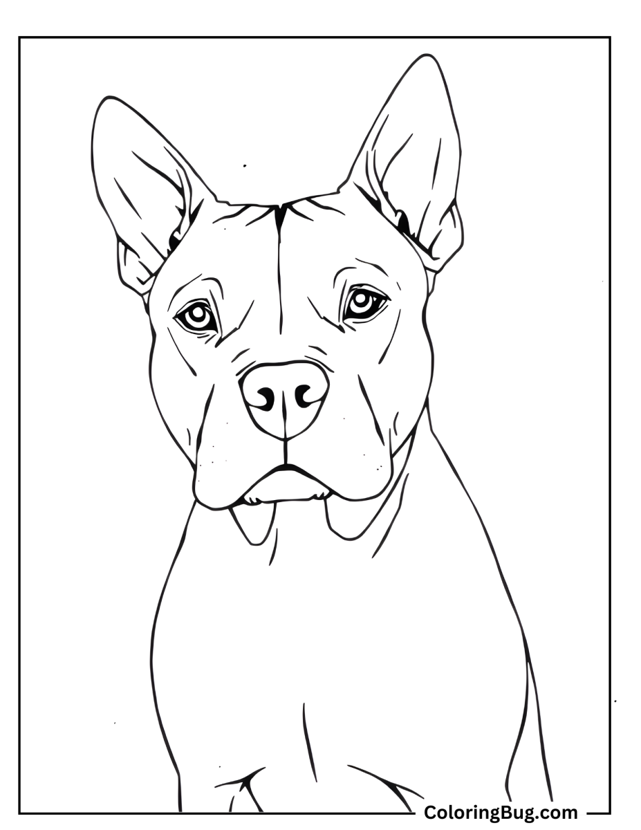 40 Pitbull Coloring Pages (Free Printable PDFs)