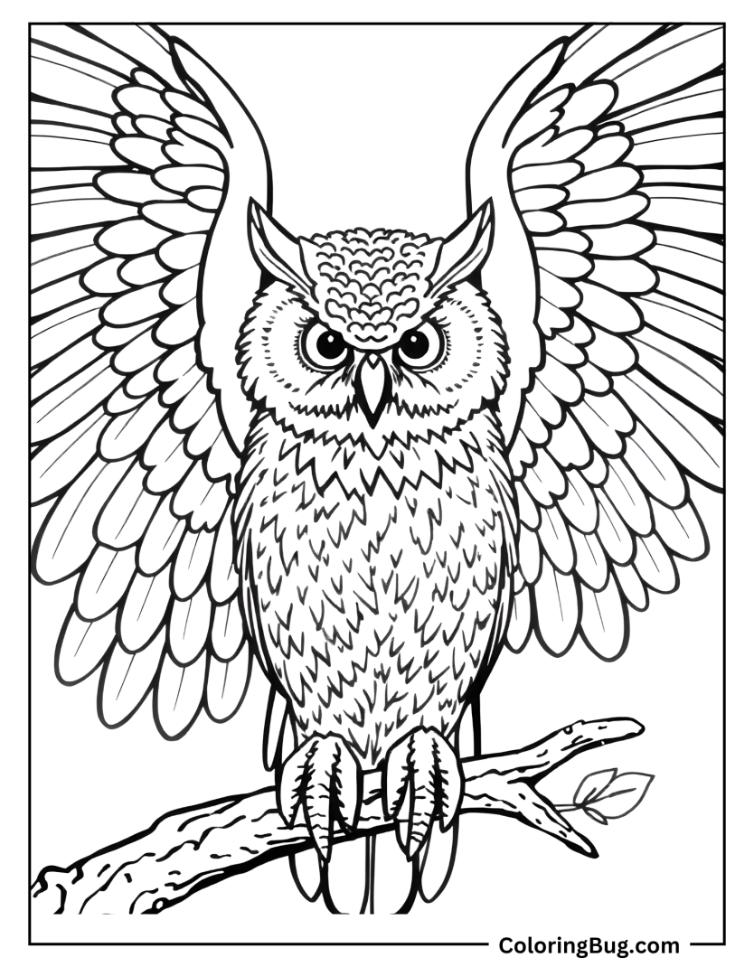 60+ Owl Coloring Pages (Free printable PDFs)
