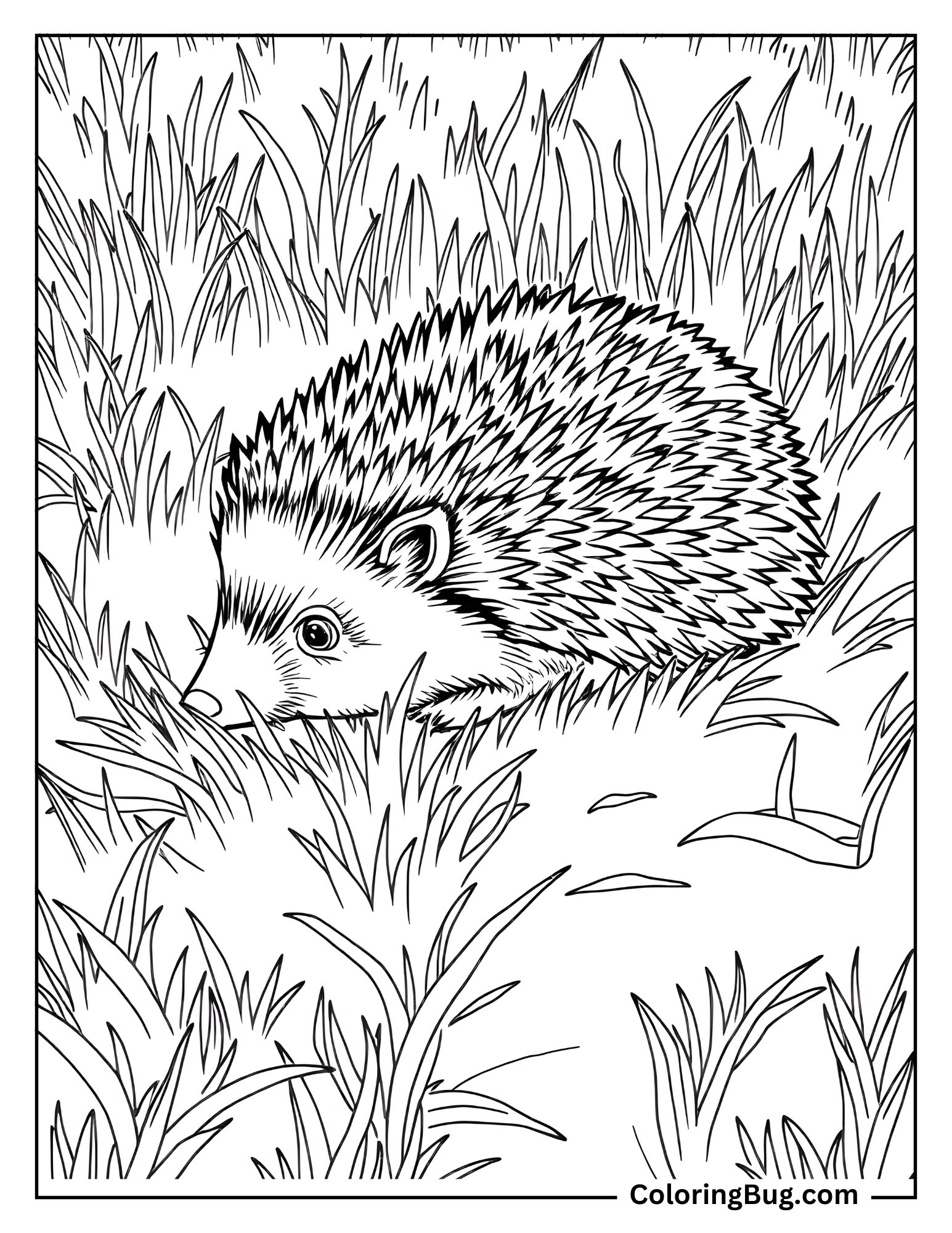 Hedgehog Coloring Sheets