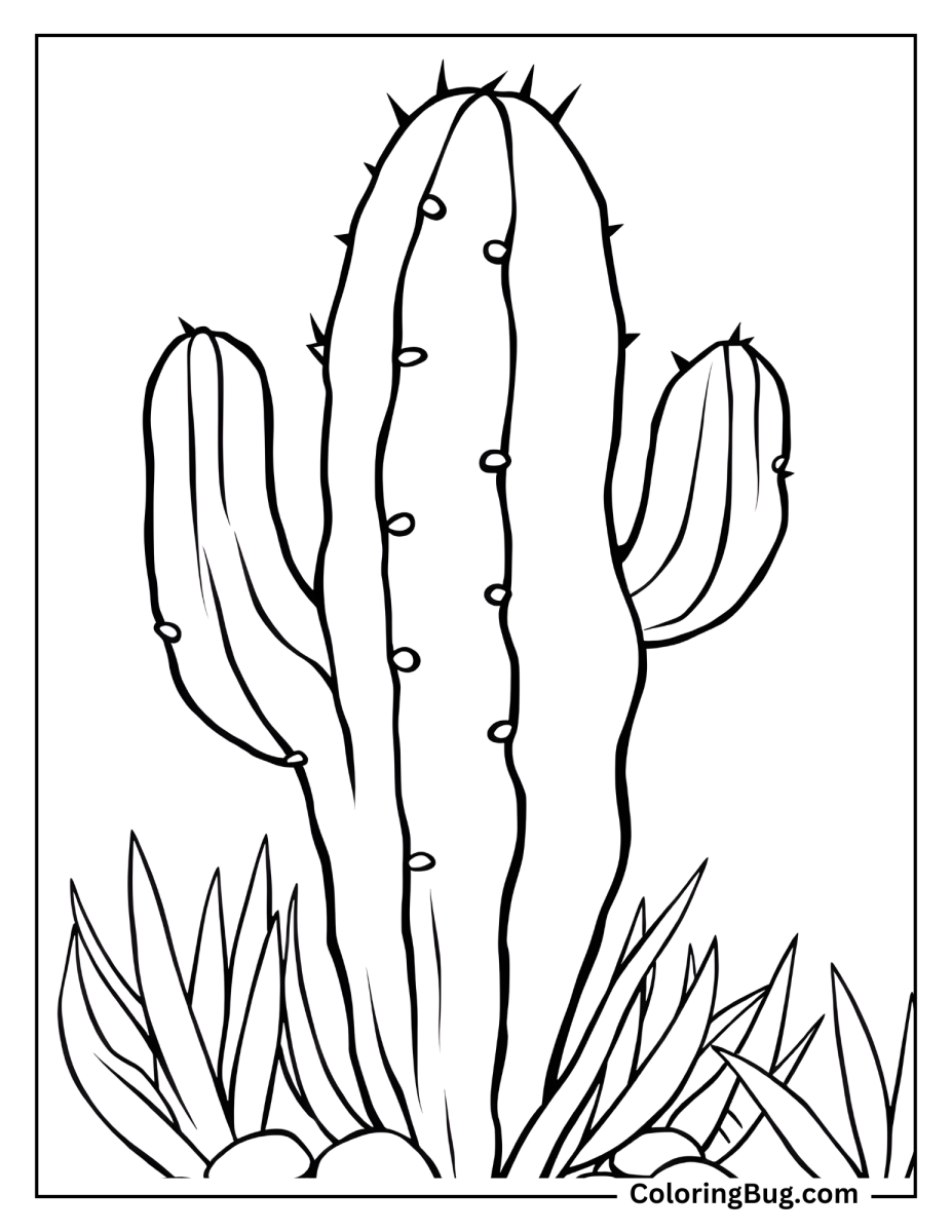 30 Cactus Coloring Pages (Free Printable PDFs)