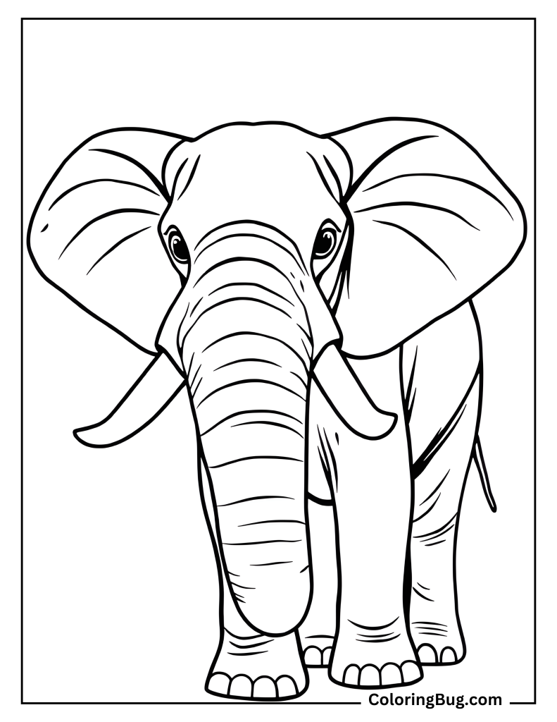 42 Elephant Coloring Pages (Free Printable PDFs)