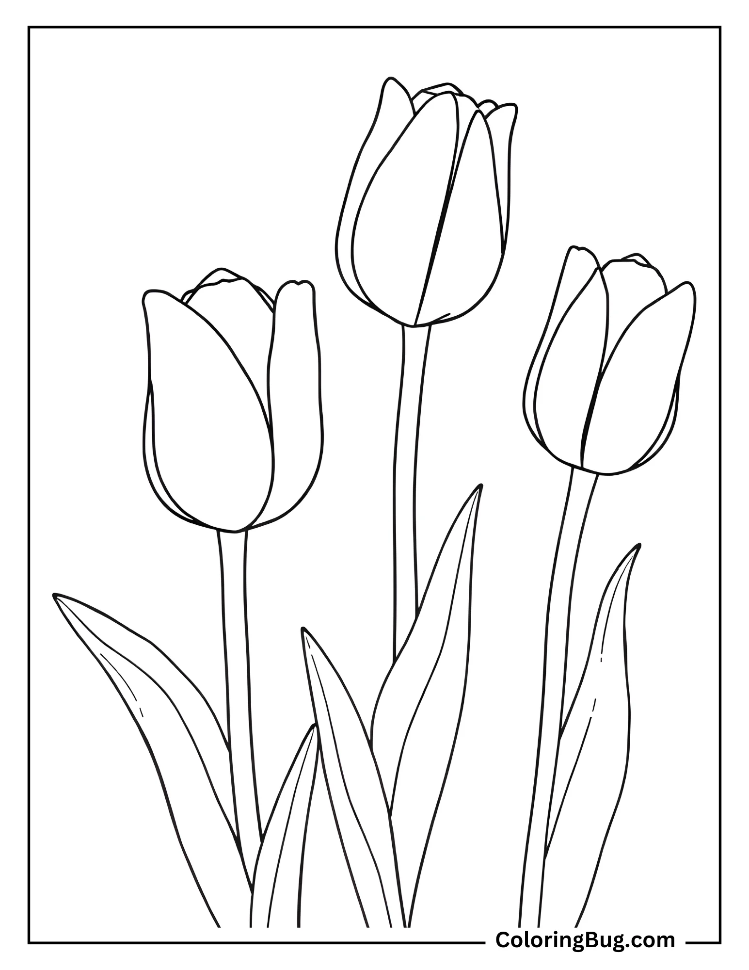 30 Tulip Coloring Pages (Free Printable PDFs)