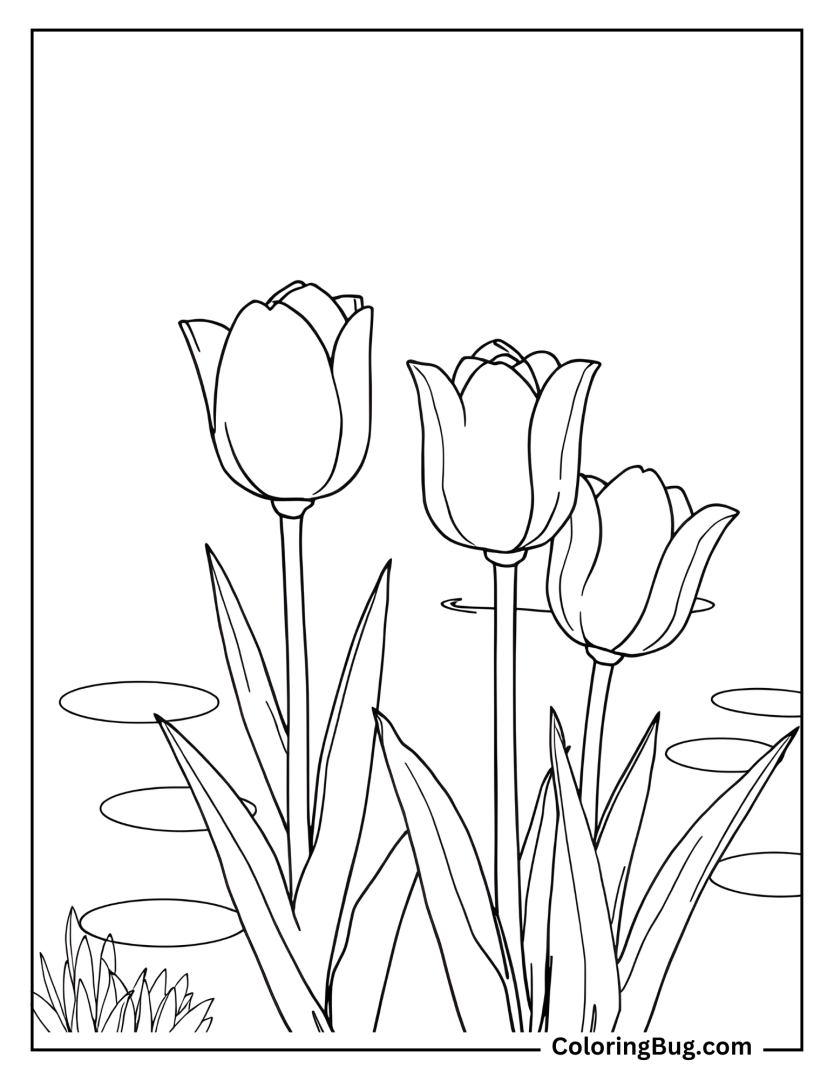 30 Tulip Coloring Pages (Free Printable PDFs)
