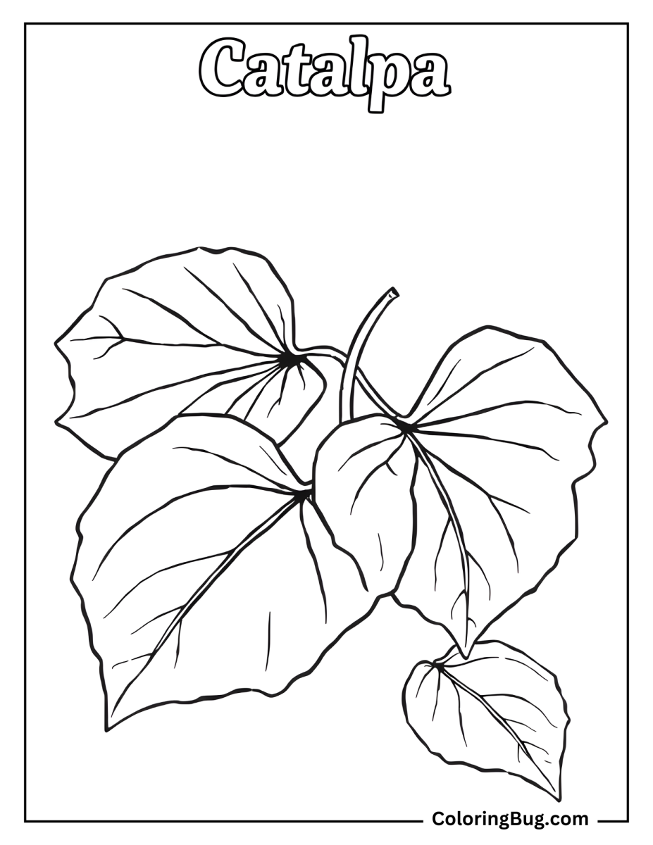 40 Leaf Coloring Pages (Free Printable PDFs)