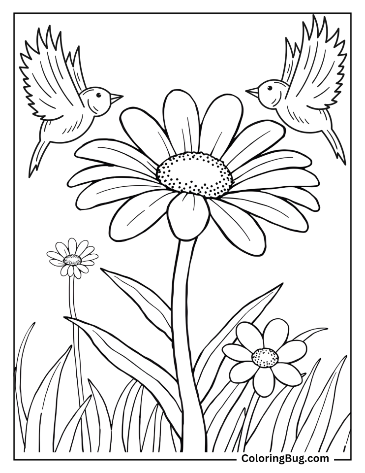 40 Daisy Flowers Coloring pages (Free printable PDFs)