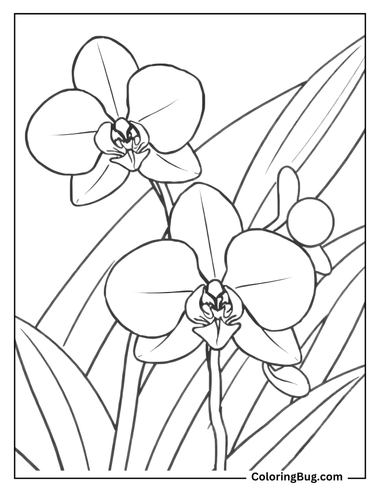40 Orchid Coloring Pages (Free Printable PDFs)