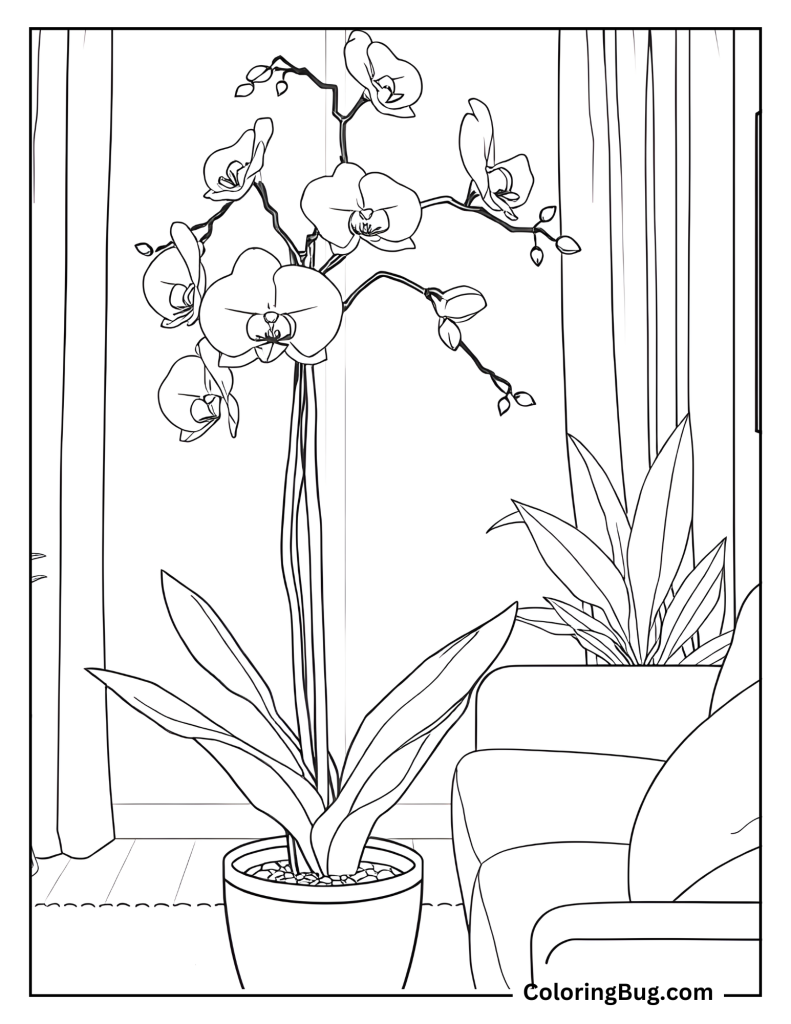 40 Orchid Coloring Pages (Free Printable PDFs)