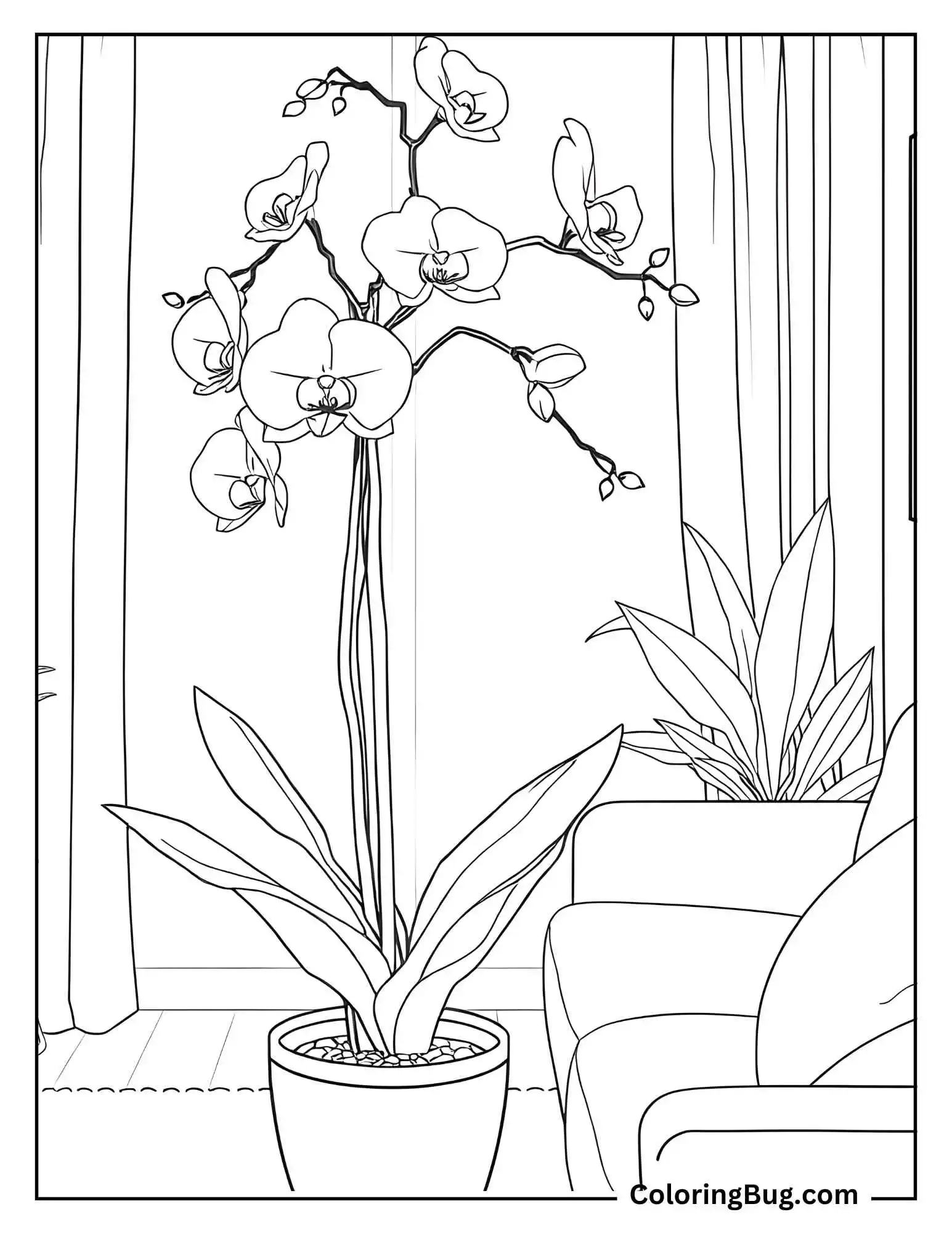 40 Orchid Coloring Pages (Free Printable PDFs)