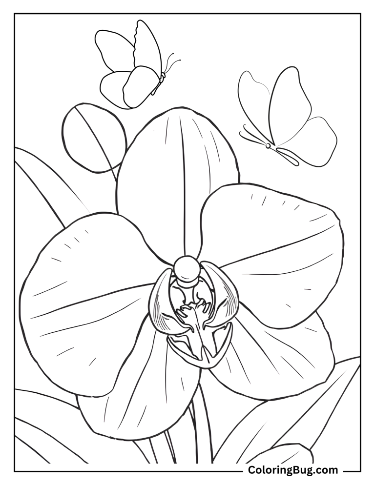40 Orchid Coloring Pages (Free Printable PDFs)