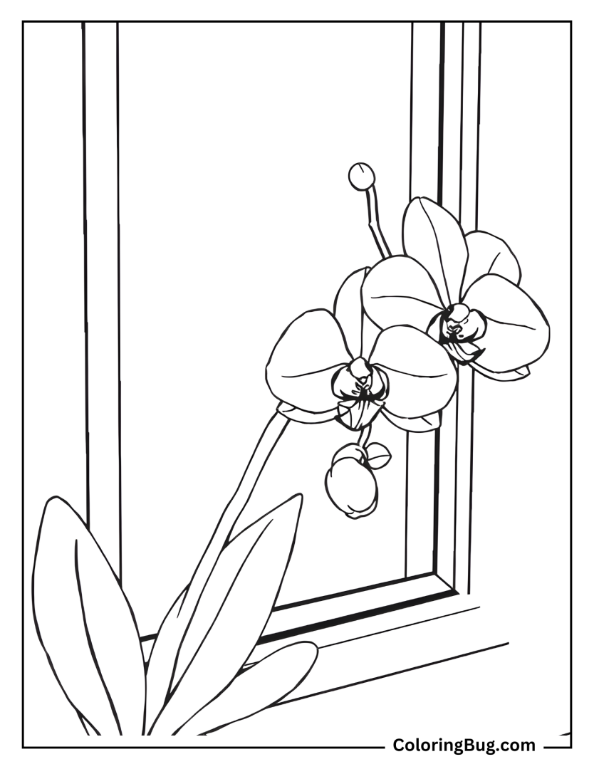 40 Orchid Coloring Pages (Free Printable PDFs)
