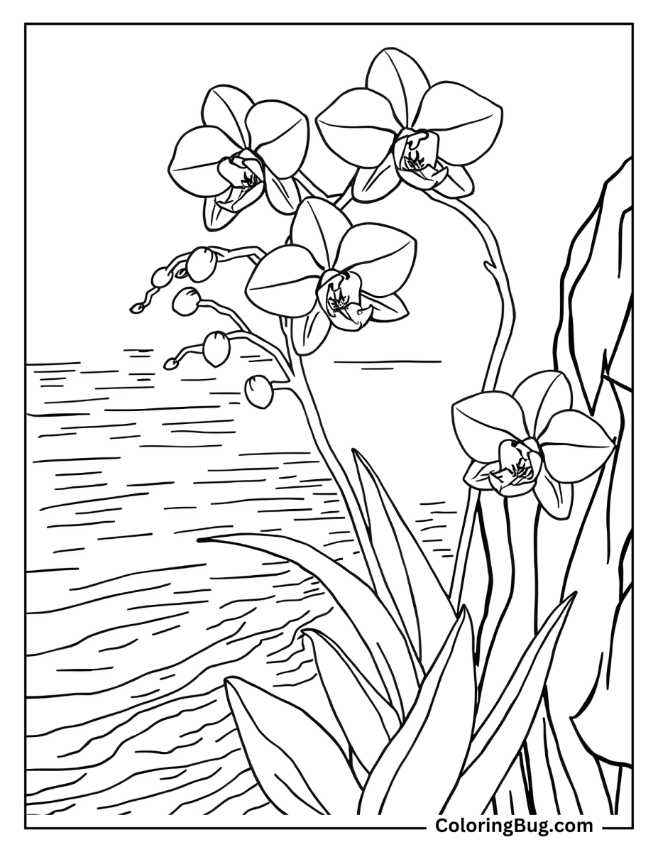 40 Orchid Coloring Pages (Free Printable PDFs)