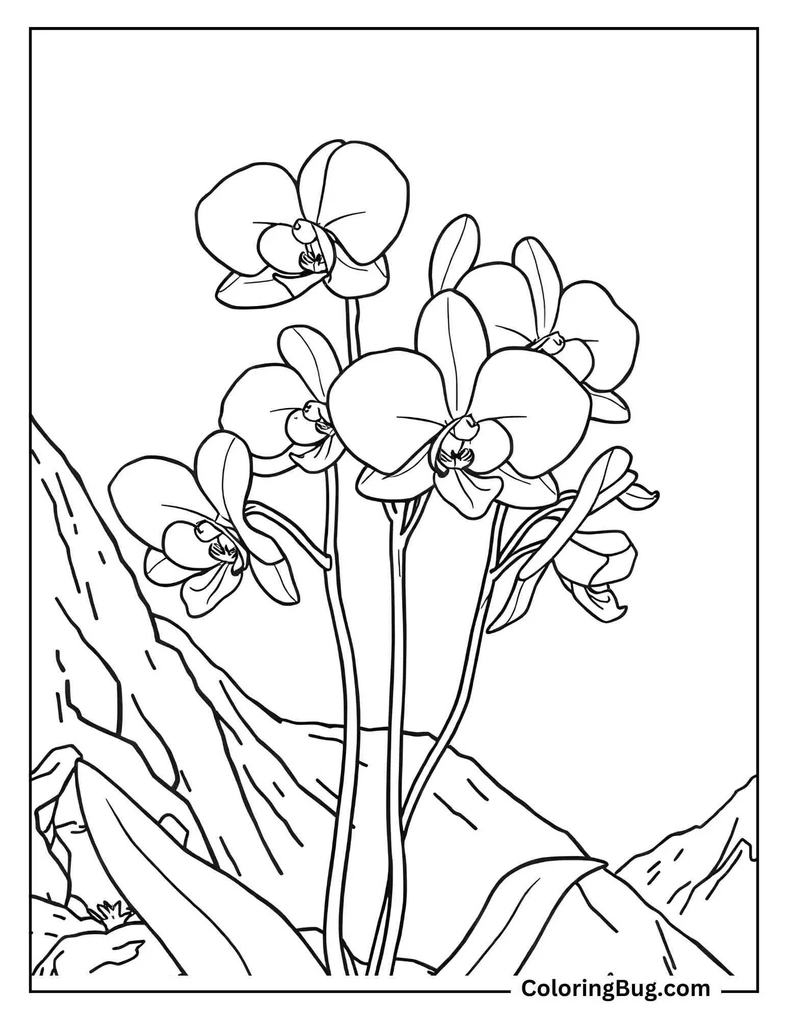 40 Orchid Coloring Pages (Free Printable PDFs)