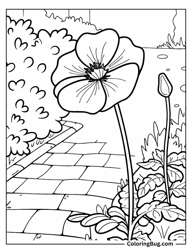 30 Poppy Flower Coloring Pages (Free Printable PDFs)