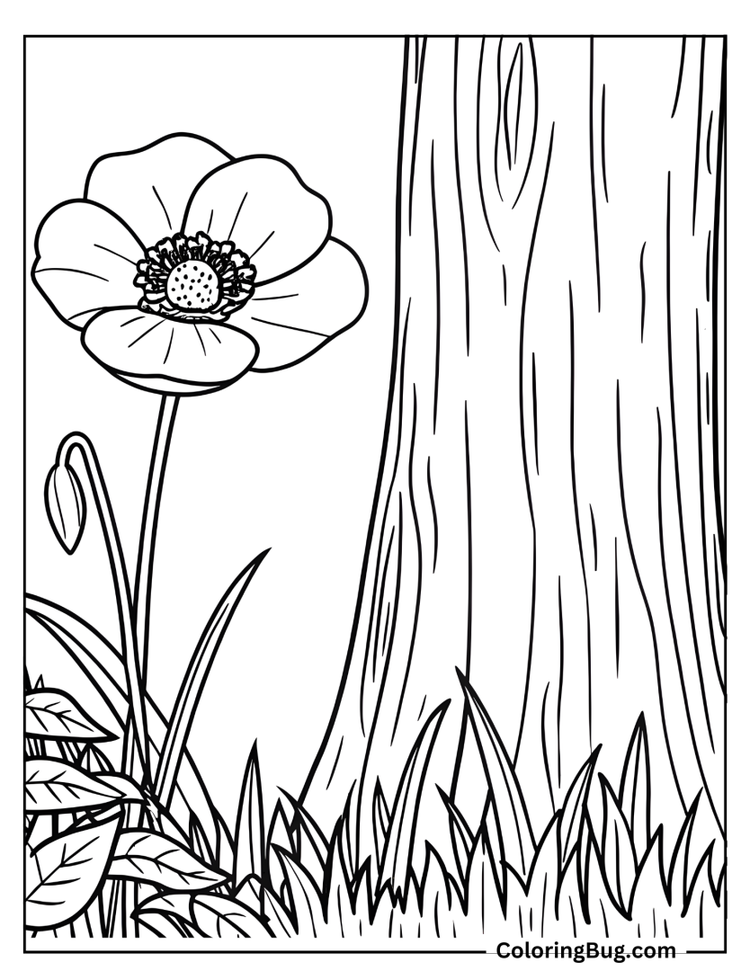 30 Poppy Flower Coloring Pages (Free Printable PDFs)