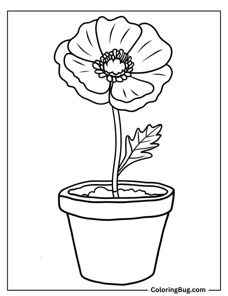 30 Poppy Flower Coloring Pages (Free Printable PDFs)