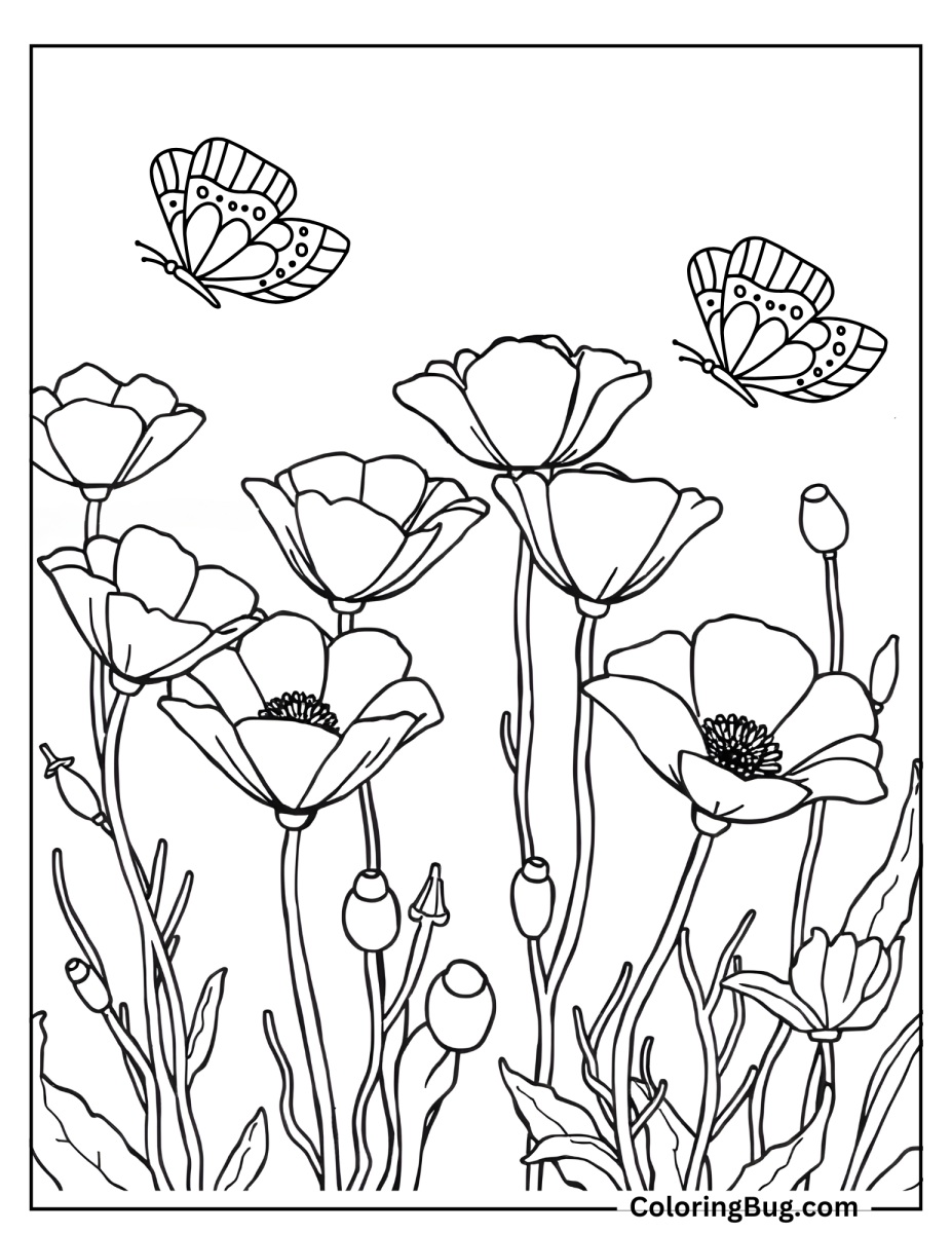 30 Poppy Flower Coloring Pages (Free Printable PDFs)
