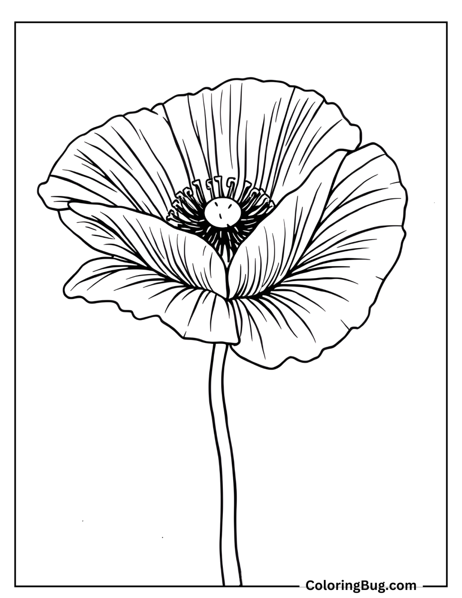30 Poppy Flower Coloring Pages (Free Printable PDFs)