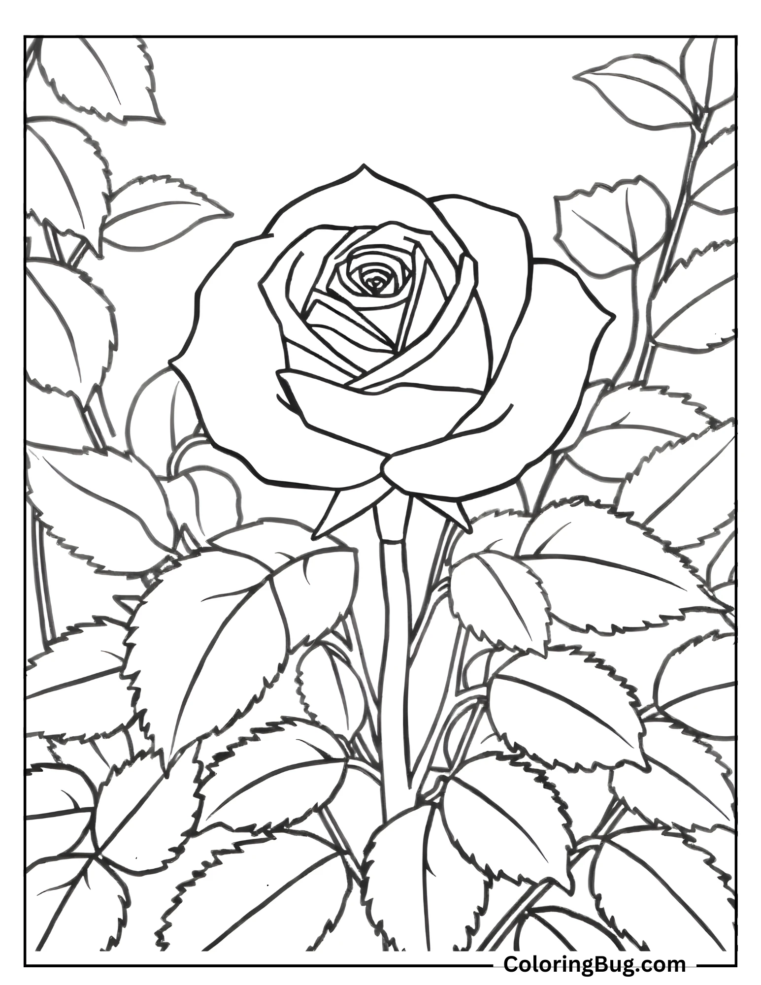 40 Rose Coloring Pages (Free Printable PDFs)