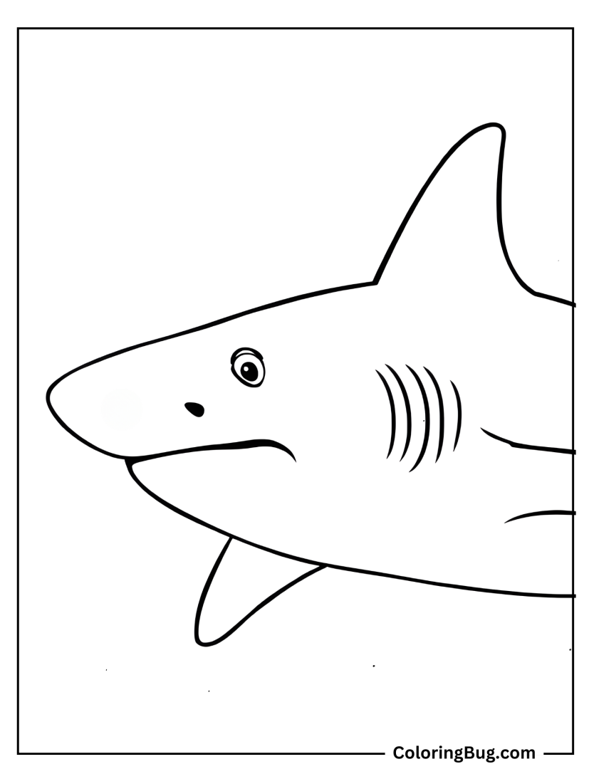 40 Shark Coloring Pages (Free Printable PDFs)