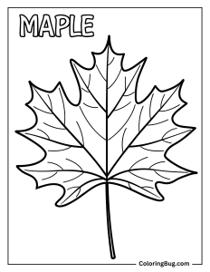 40 Leaf Coloring Pages (Free Printable PDFs)