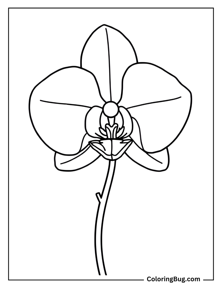 40 Orchid Coloring Pages (Free Printable PDFs)