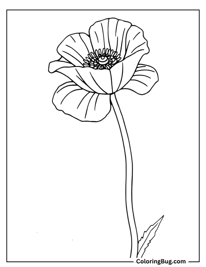 30 Poppy Flower Coloring Pages (Free Printable PDFs)