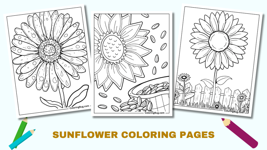 30 Sunflower Coloring Pages (Free Printable PDFs)