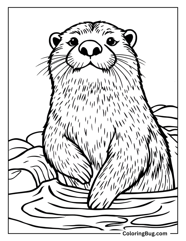 20 Otter Coloring Pages (Free Printable PDFs)